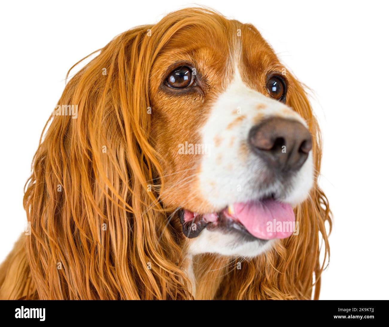Mixed breed dog isolated hi-res stock photography and images - Alamy