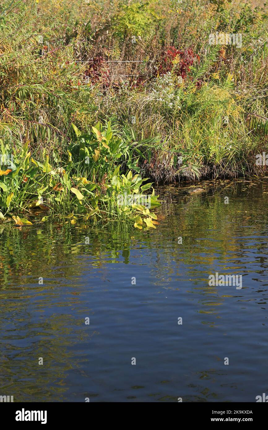 Grassy wilderness growing along the shoreline of the local pond Stock ...