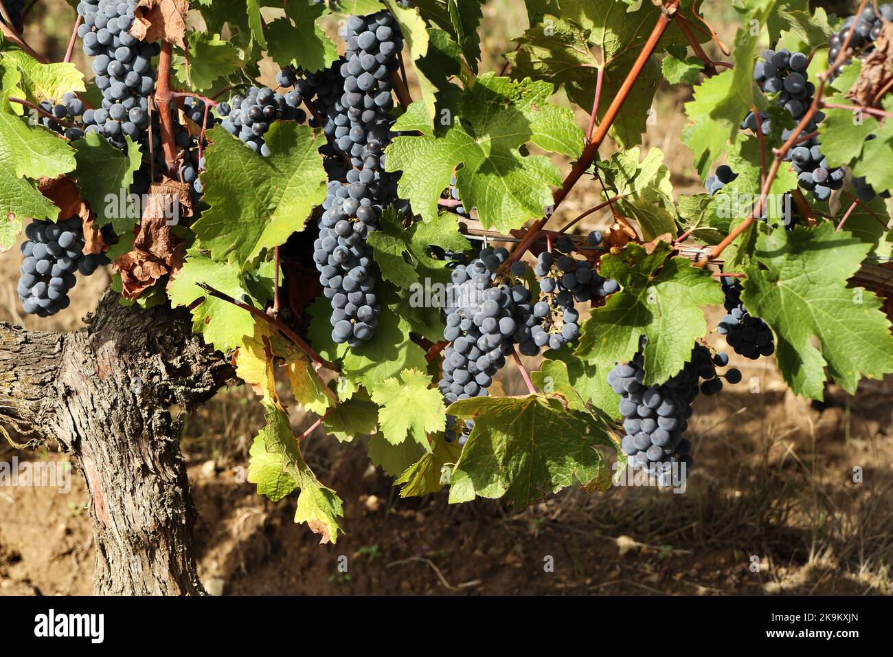 Red grapes france hi-res stock photography and images - Alamy