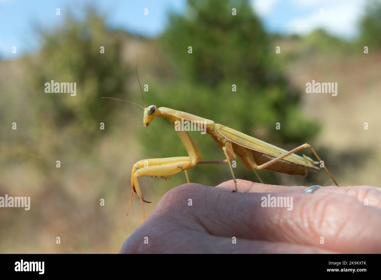 European Praying mantis (Mantis religiosa) on a Persons Hand, Aude ...