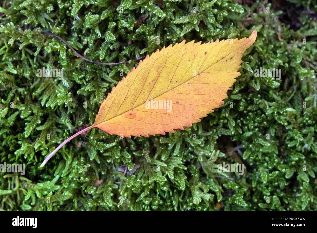Moss fall leaf hi-res stock photography and images - Alamy