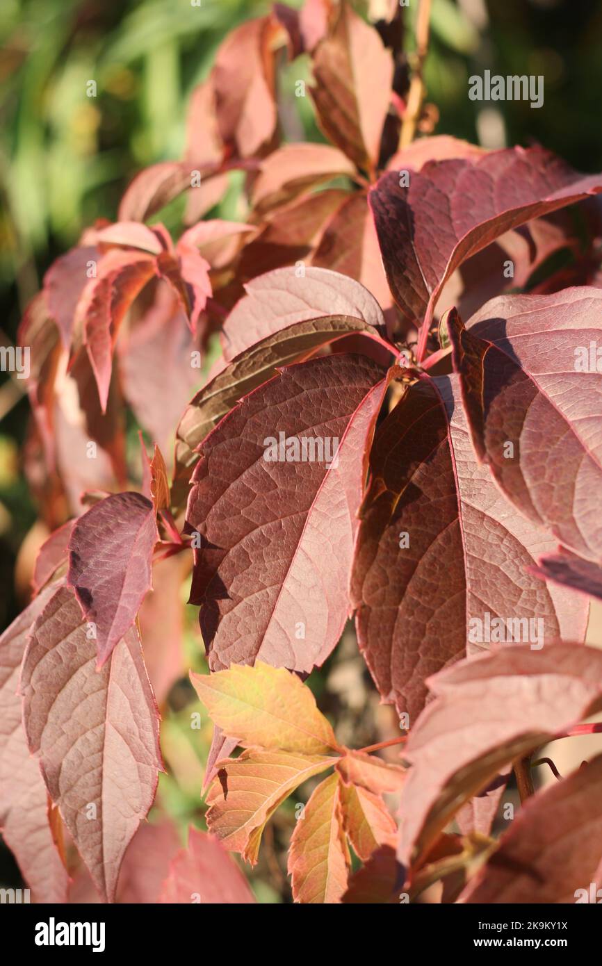 BrIght red autumn leaves shimmering with the golden fall colors Stock ...