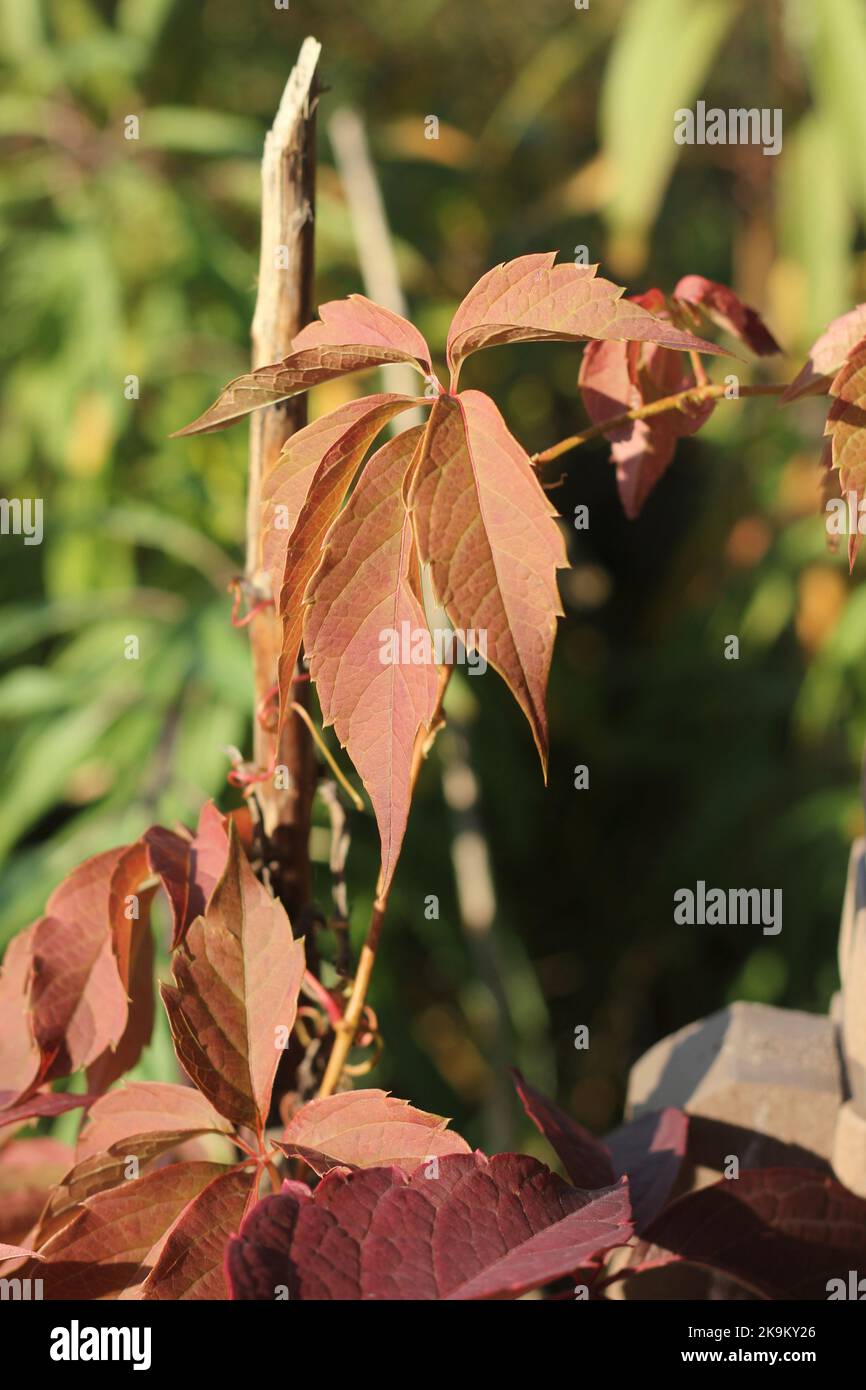 BrIght red autumn leaves shimmering with the golden fall colors Stock ...