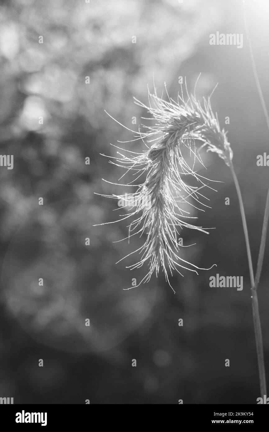 Typical common wheat grass growing in the fields in a black and white ...