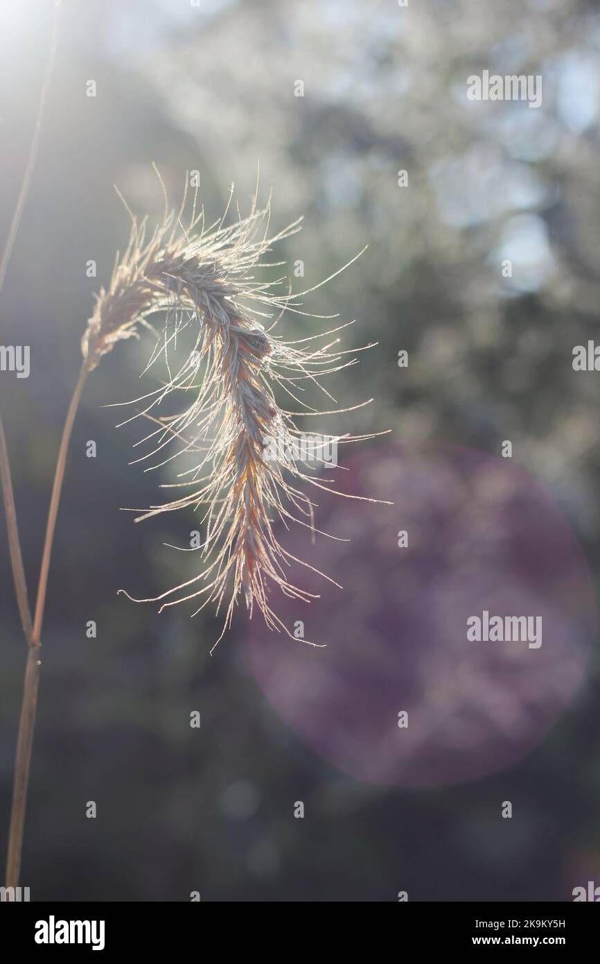 Wheat fields in the breeze hi-res stock photography and images - Alamy