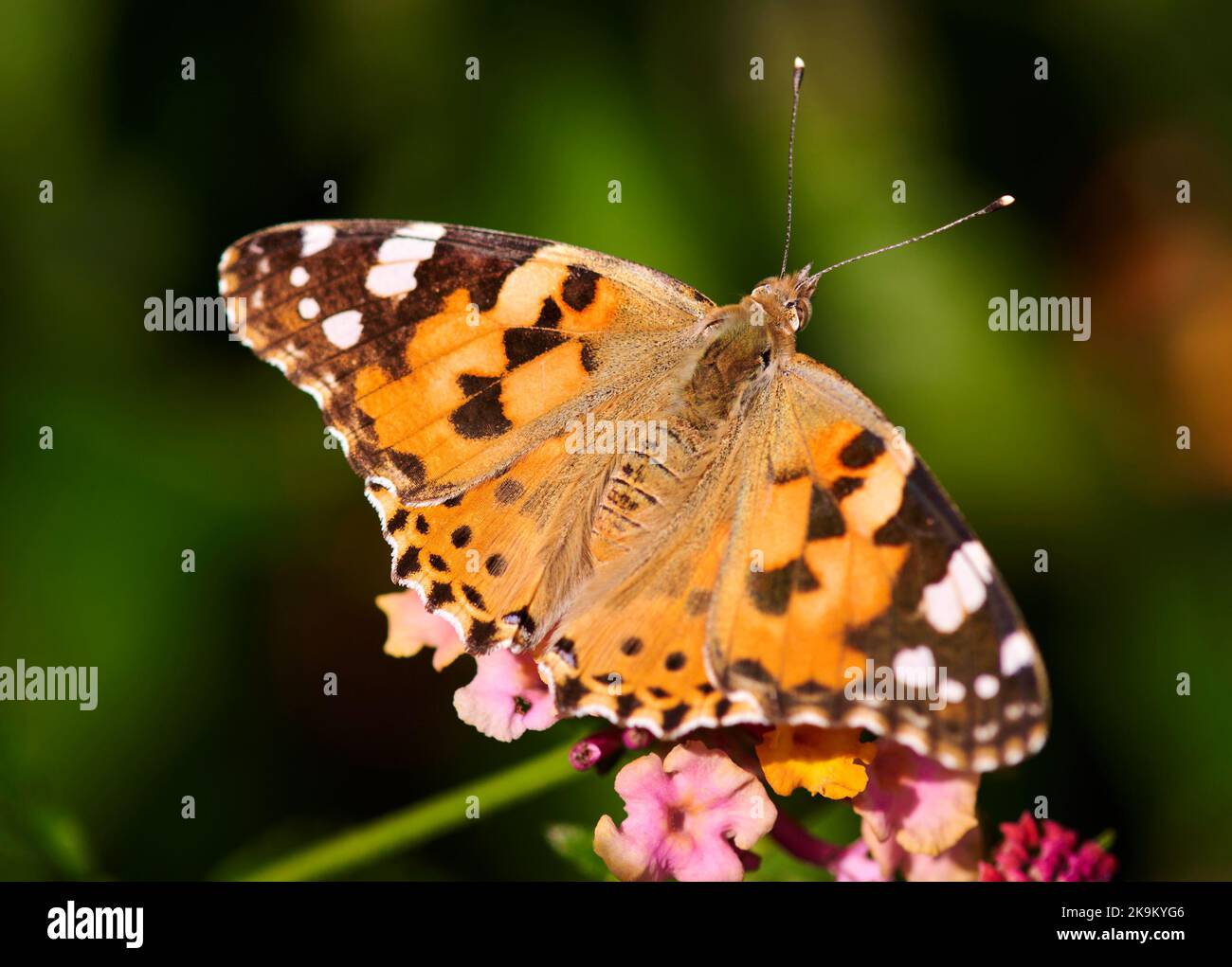 Vanessa cardui hi-res stock photography and images - Alamy