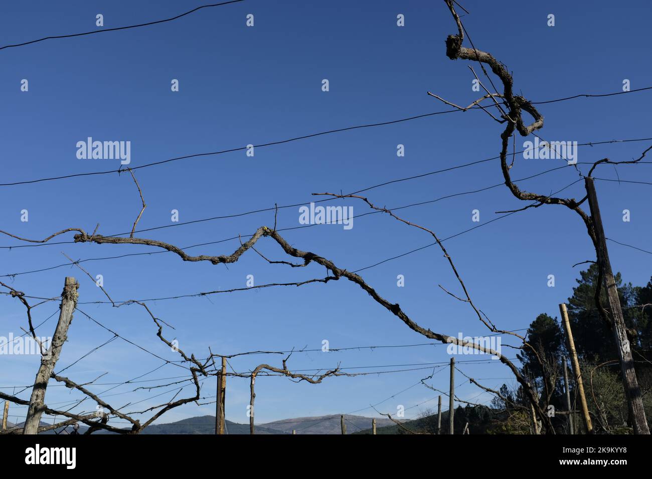 Vinho verde, basto hi-res stock photography and images - Alamy
