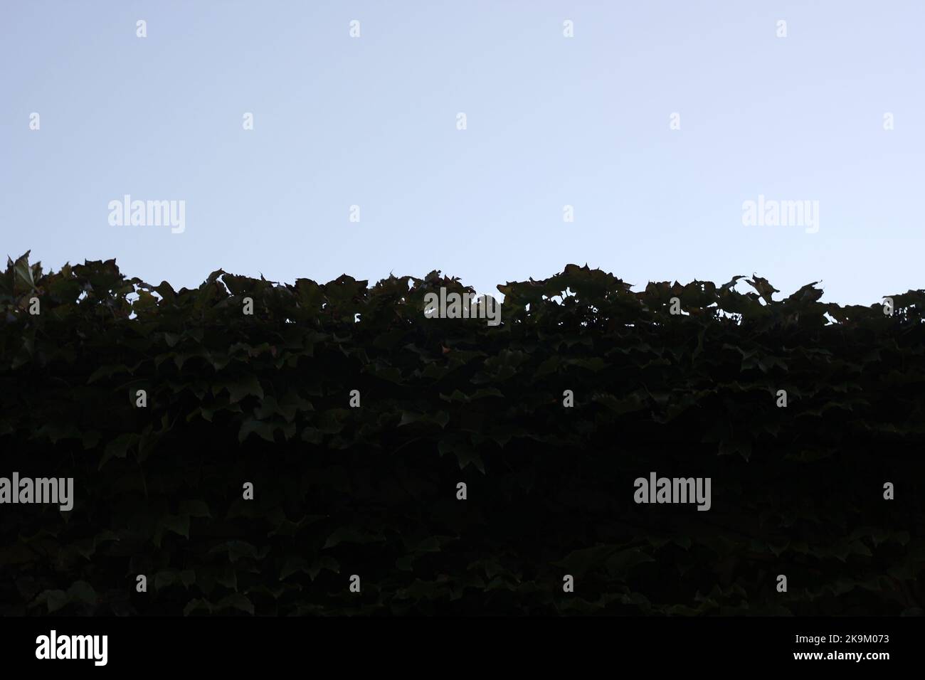 Minimalist view of a simple typical and common hedge bush Stock Photo ...