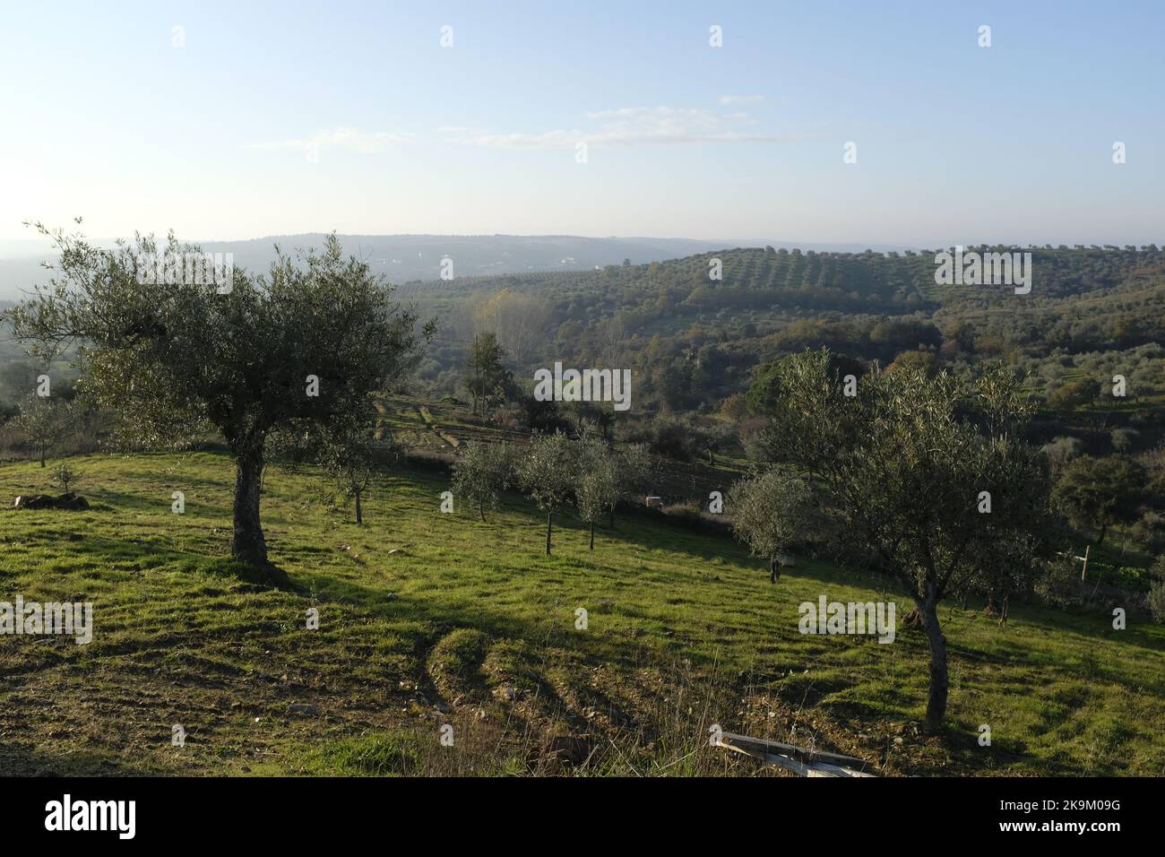 landscape with olive trees in Mirandela, north of Portugal Stock Photo ...