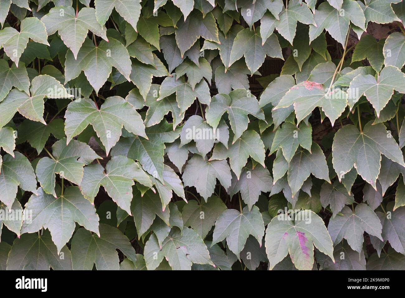 Full frame view of typical common ivy plants and leaves growing on the ...