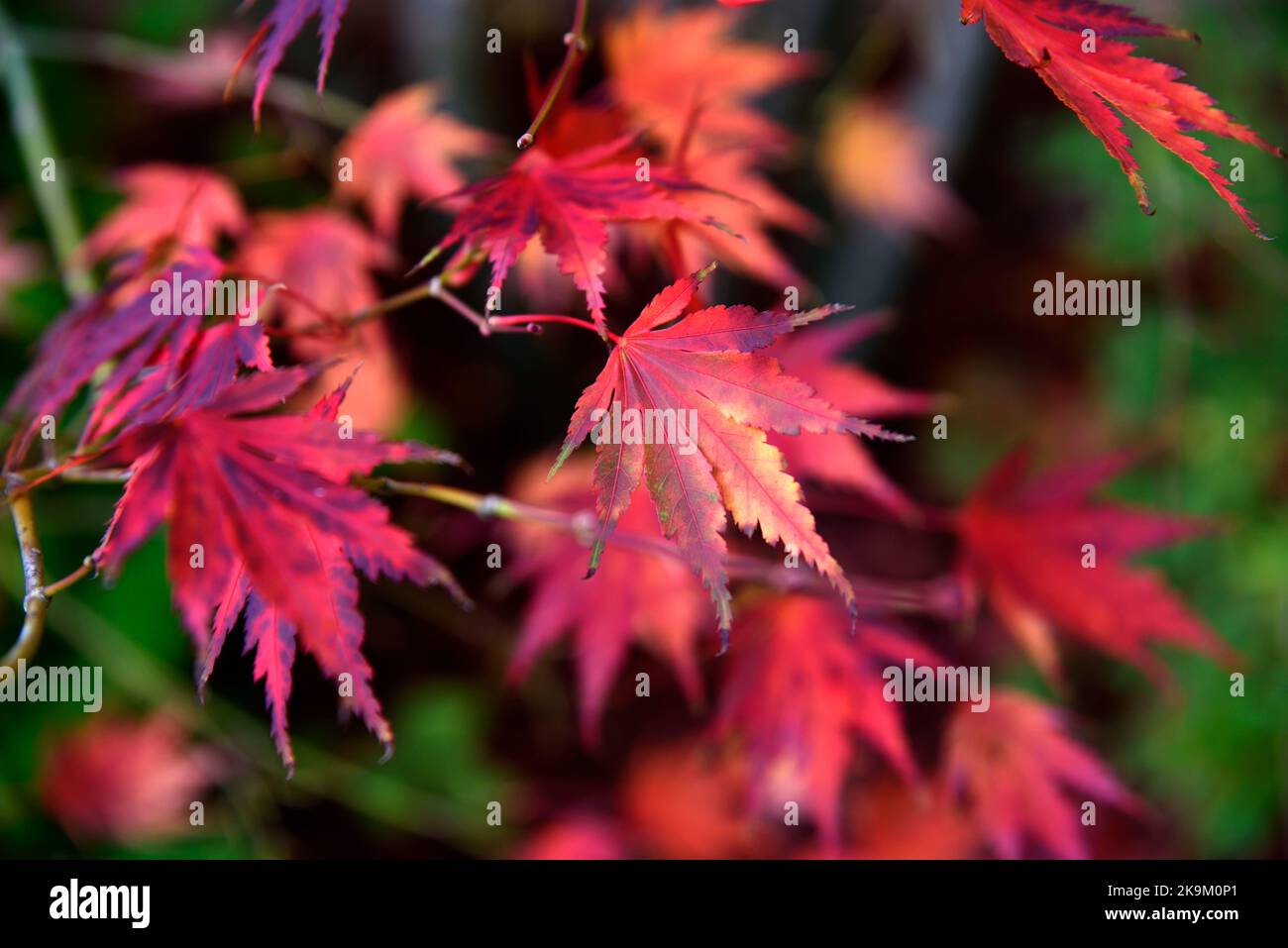 Red acer leaves hi-res stock photography and images - Alamy
