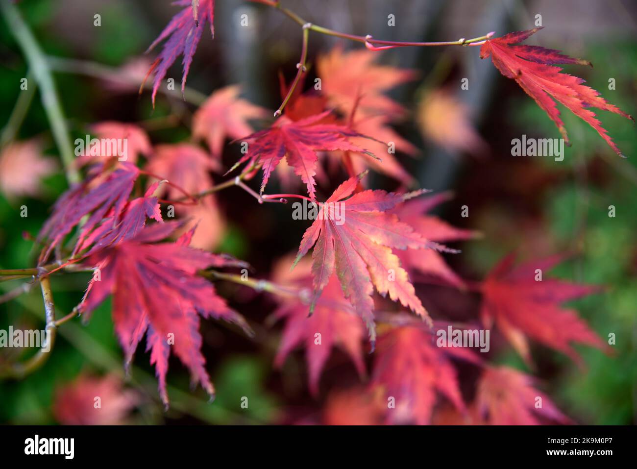 Acer red hi-res stock photography and images - Alamy