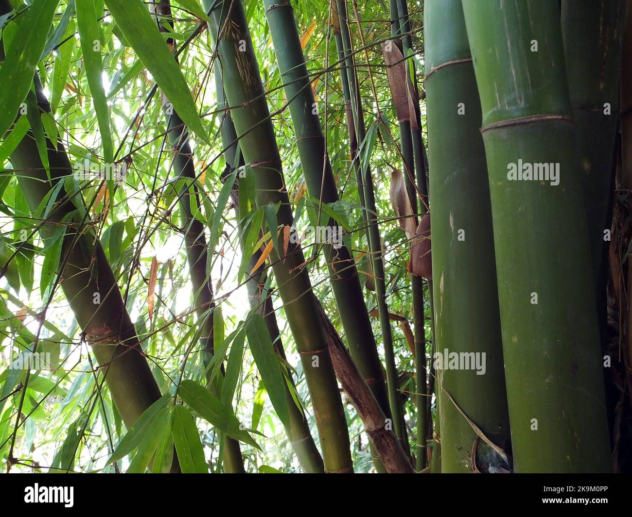 A bamboo forest is seen in Yichang, Hubei province, China, Oct 23, 2022 ...