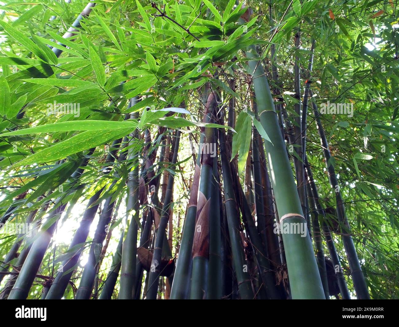 A bamboo forest is seen in Yichang, Hubei province, China, Oct 23, 2022 ...