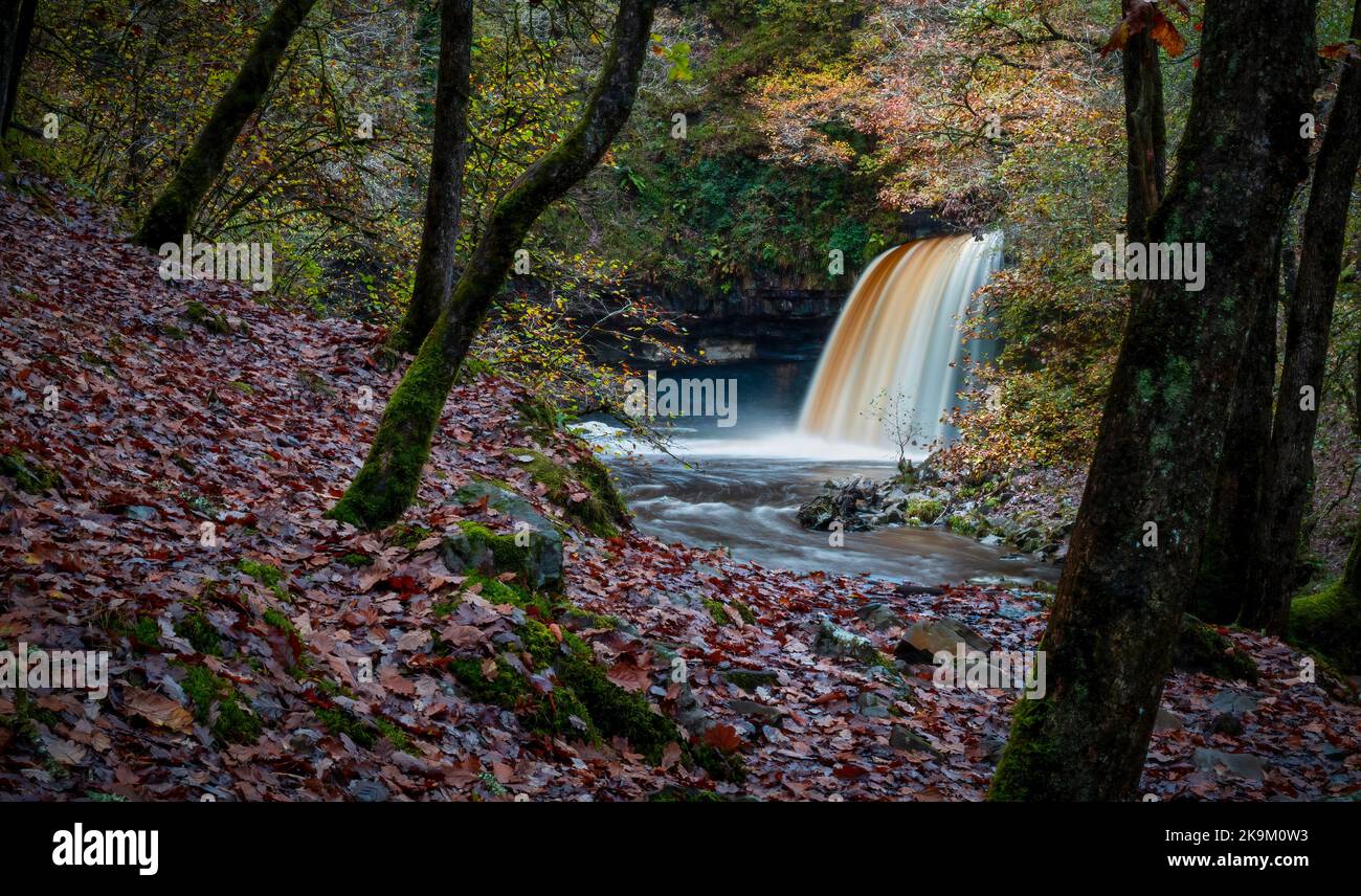 Sgwd Gwladus waterfall on the river Afon Pyrddin near Pontneddfecha in ...