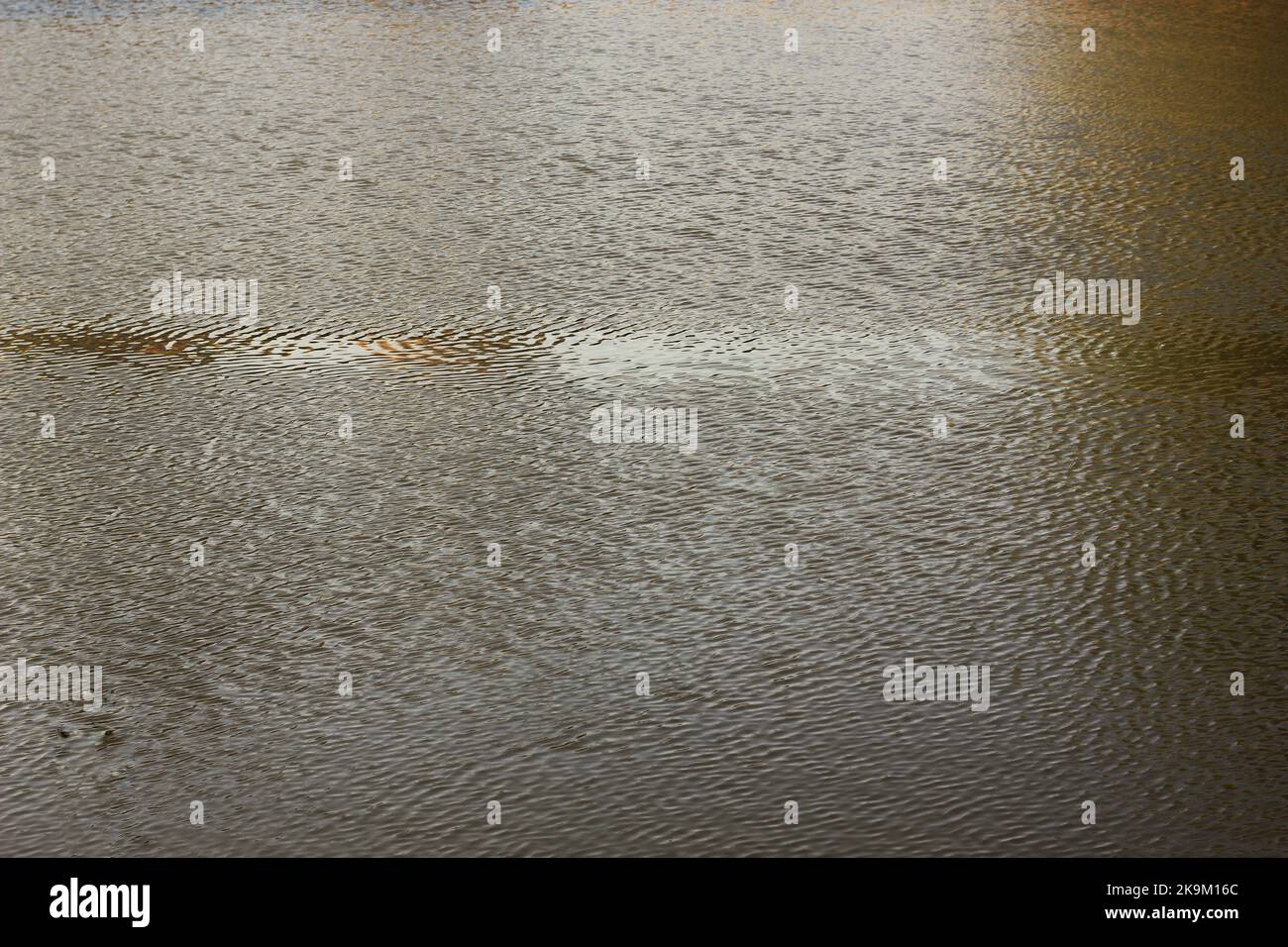 Typical common shallow water of the local pond Stock Photo - Alamy