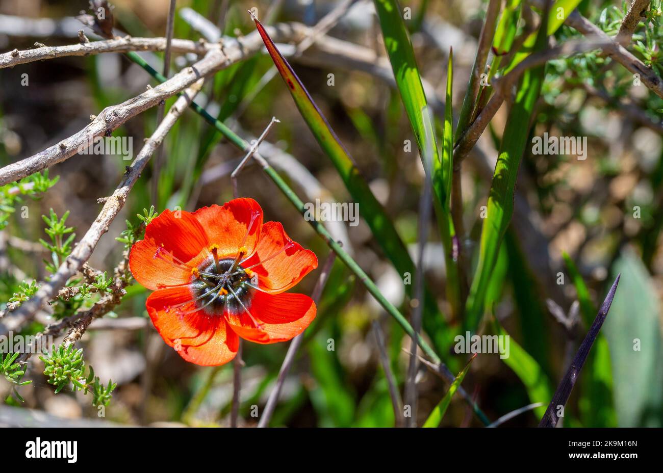 rare orange flowered Drosera cistiflora near Malmesbury in the Western ...