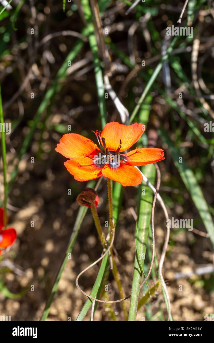 Side View of an orange flowered Sundew (Drosera cistiflora) near ...