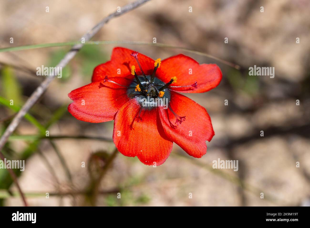 Macro of a single red/orange flower of Drosera cistiflora taken in ...