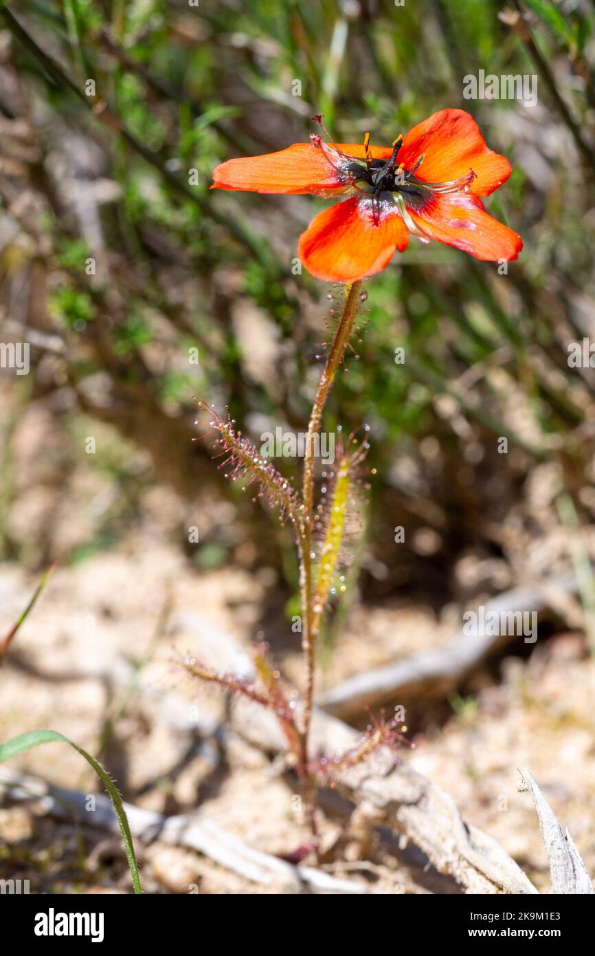 Orange flowered specimen of the Sundew Drosera cistiflora taken near ...