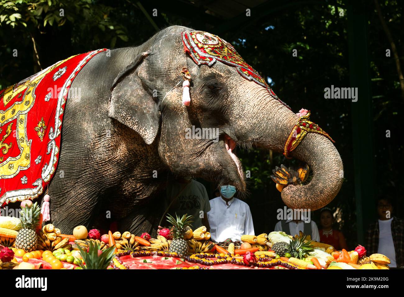 Yangon, Myanmar. 29th Oct, 2022. Female Asian elephant Mo Mo enjoys ...
