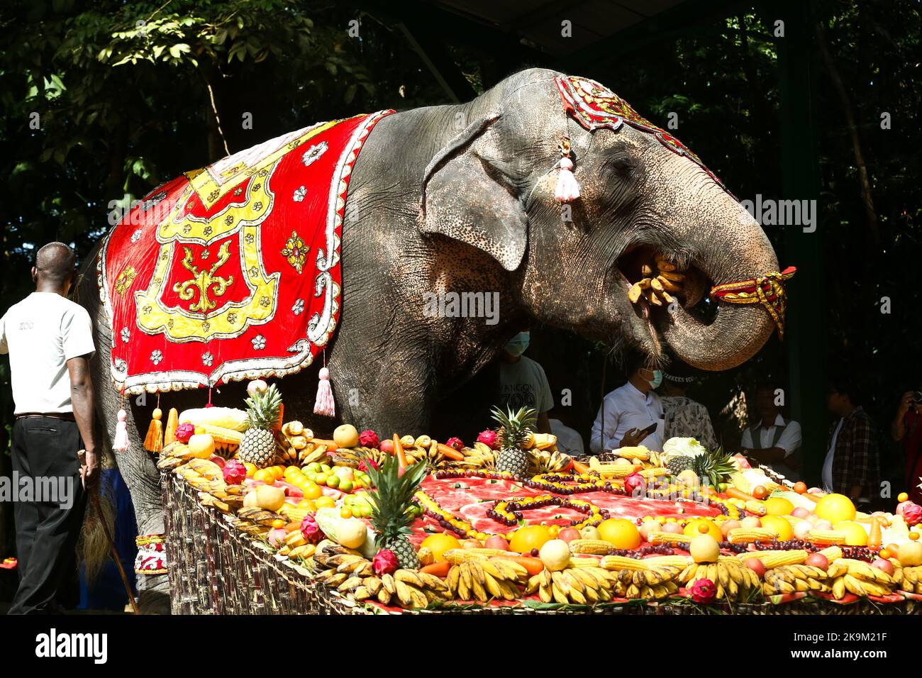 Yangon, Myanmar. 29th Oct, 2022. Female Asian elephant Mo Mo enjoys ...