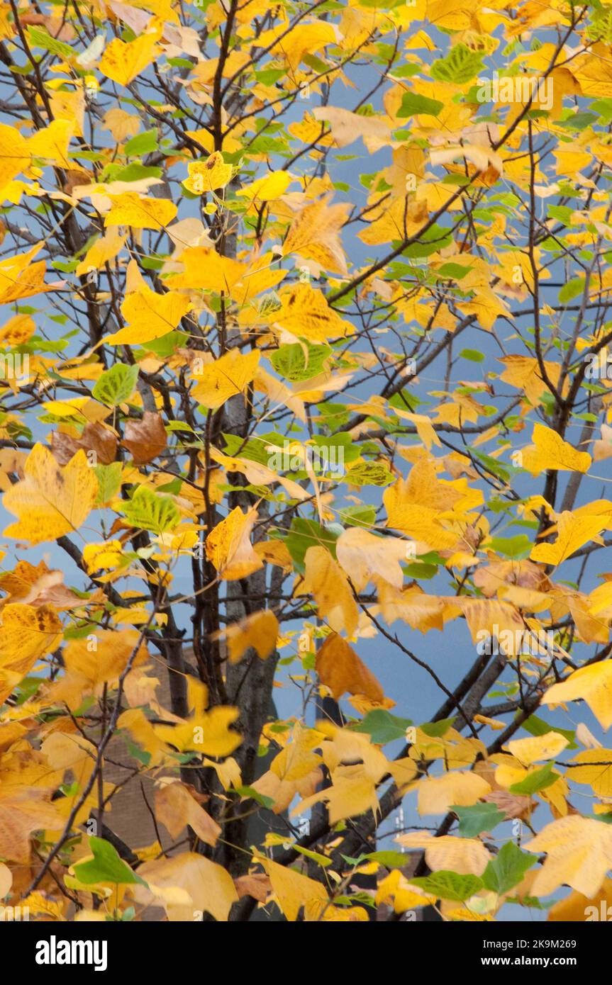 Autumn splendour, Broomfield Park, Palmer's Green, North London, UK ...