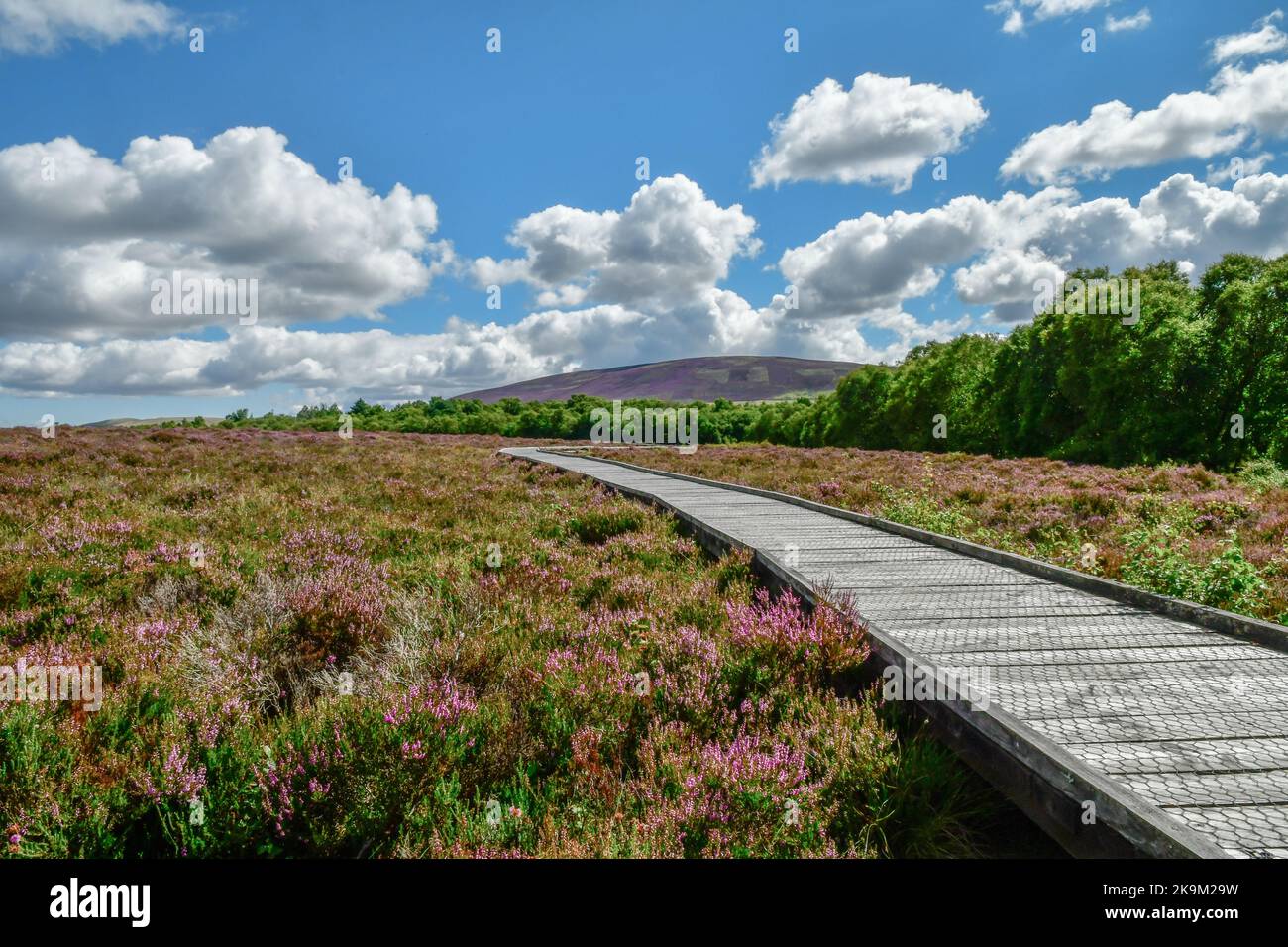 Scottish moss hi-res stock photography and images - Alamy