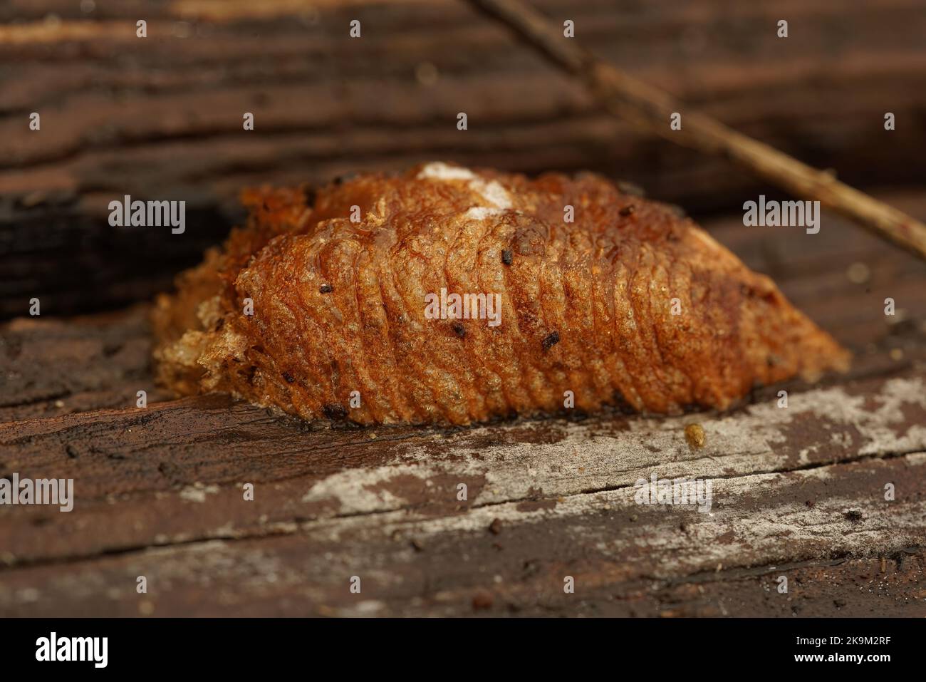 Closeup on a brown egg-pack of the introduced European Praying mantis ...