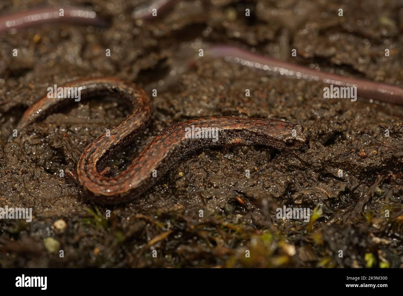Closeup on an adult slender worm-like salamander, Batrachoseps ...