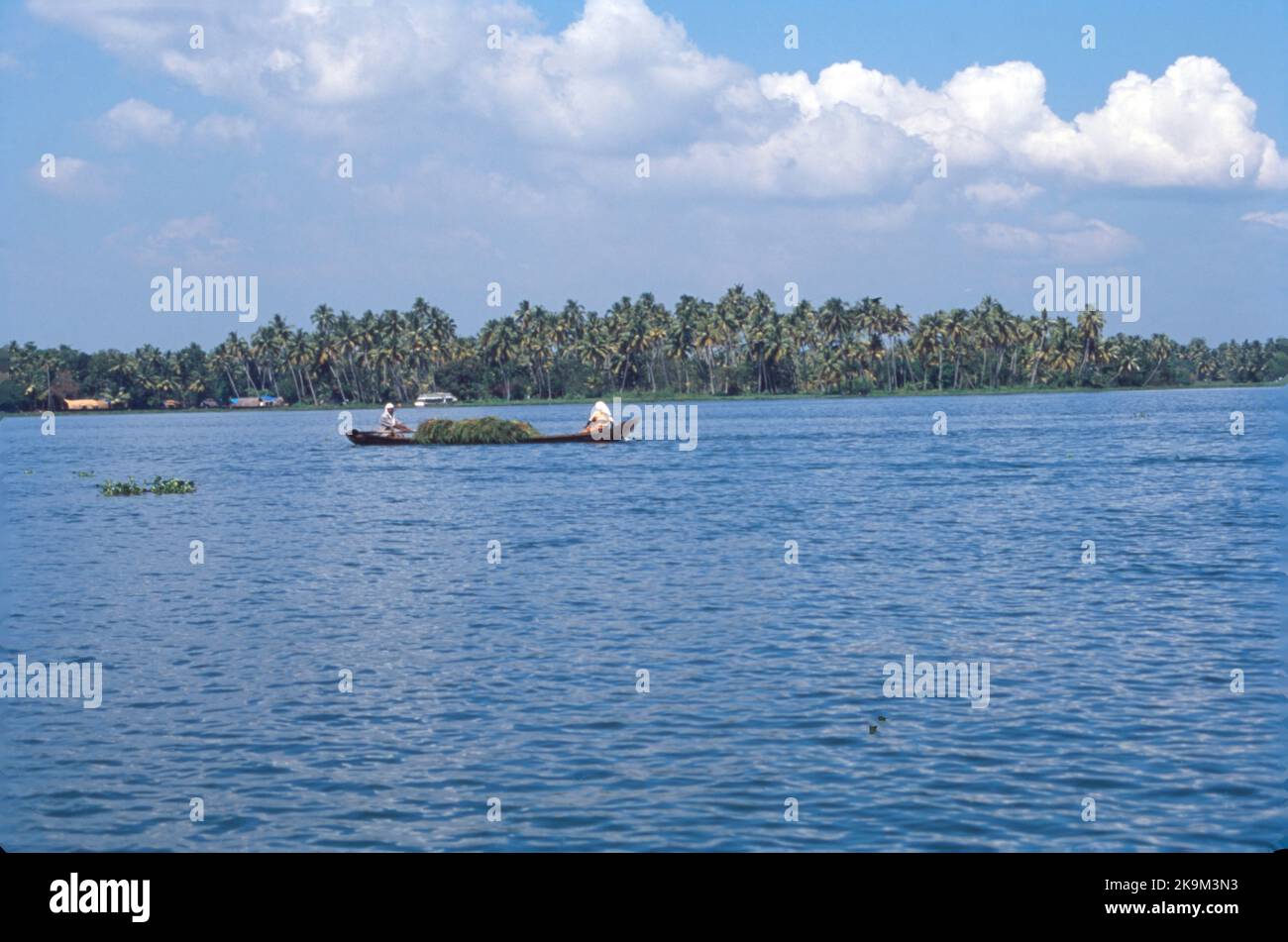 Green snake kerala hi-res stock photography and images - Alamy