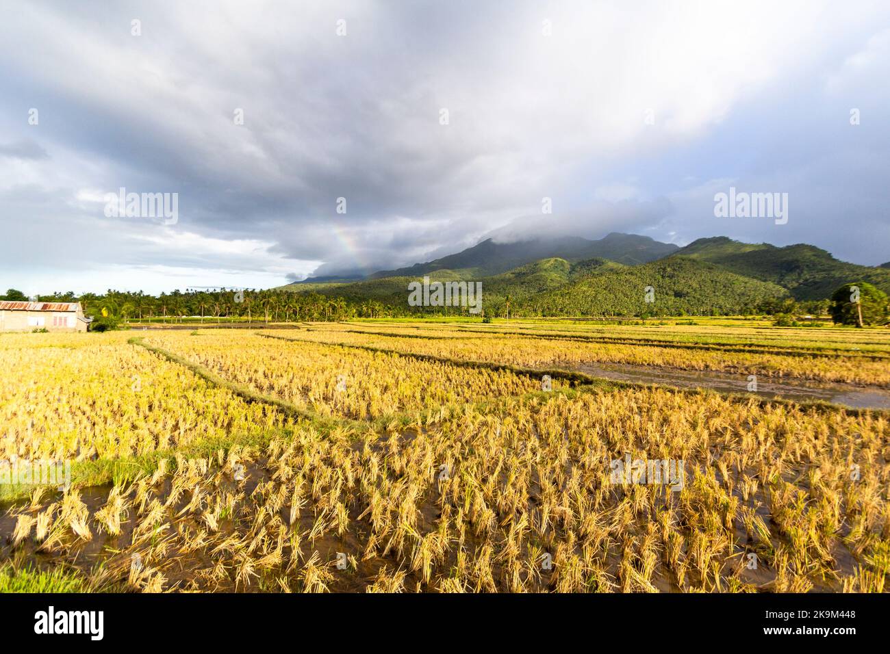 Rice field after a harvest turns brown in Biliran, Philippines Stock ...