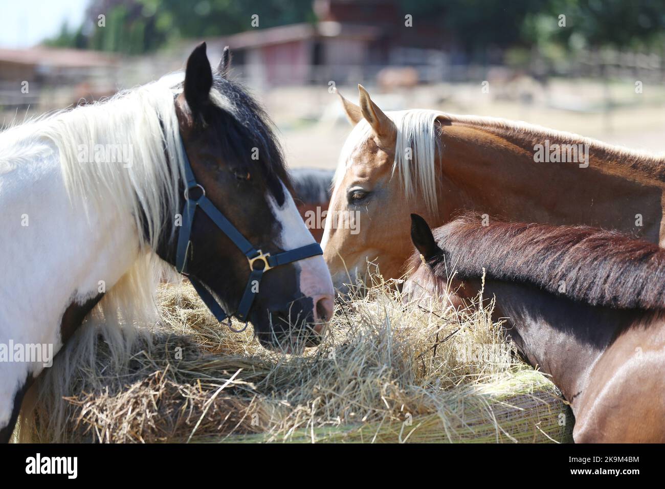 Group of purebred domestic horses eating hay on rural horse ranch ...