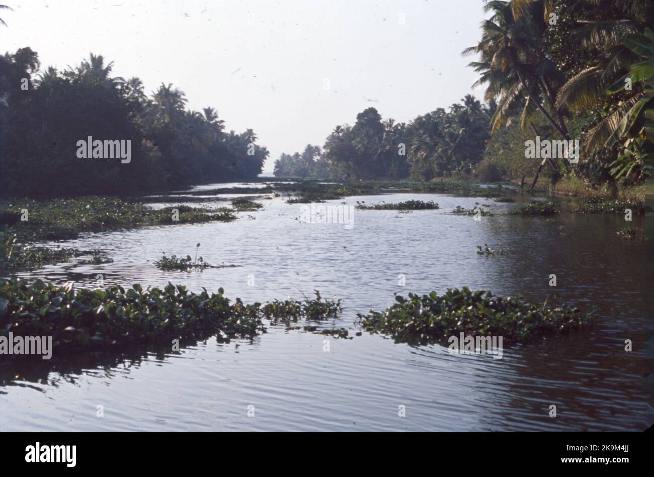 Back Waters, Kumarakom, Kerala, India Stock Photo - Alamy
