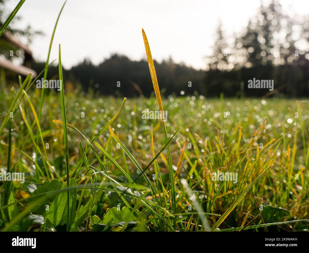 disease called lawn rust, crown rust, Puccinia coronata on green lawns ...