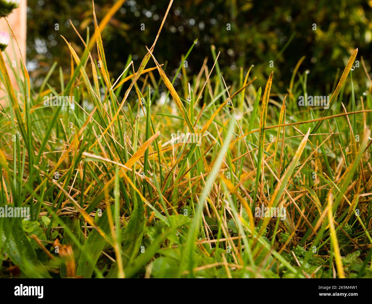rust disease, a plant pathogen infecting lawns, grass and turf plants ...