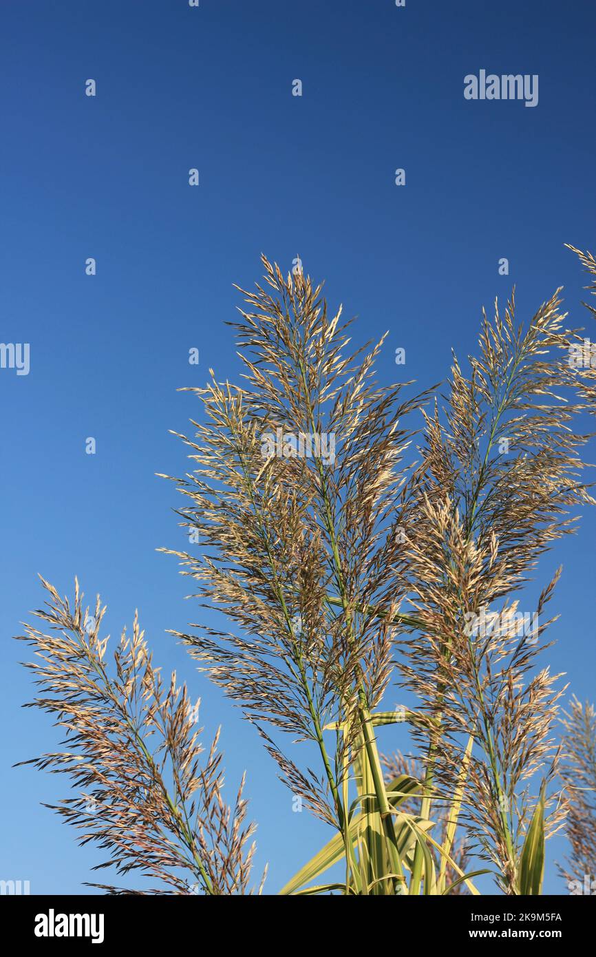 Wild wheat grass swaying in the breeze Stock Photo - Alamy