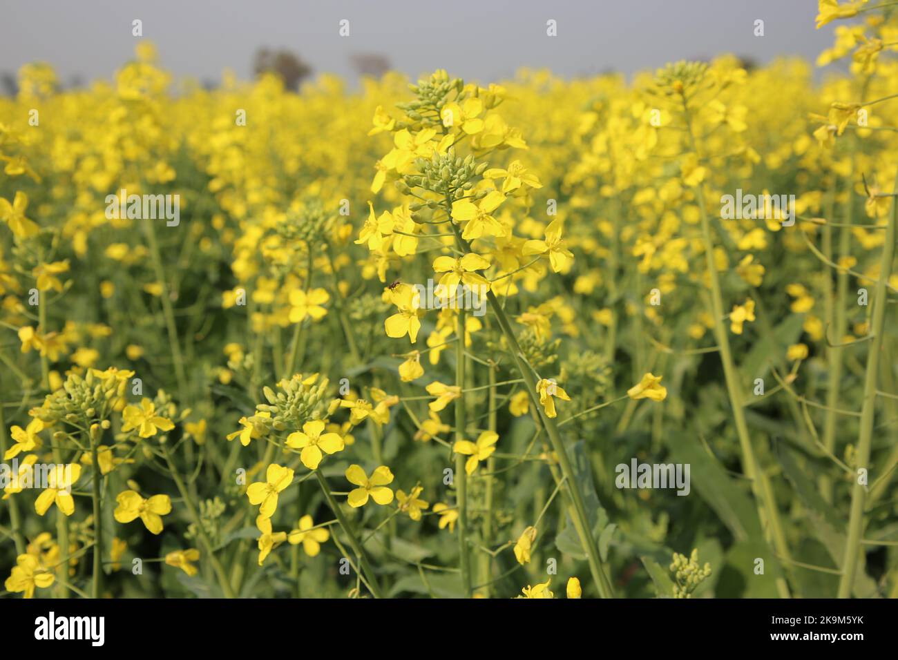 Close up mustard flowers hi-res stock photography and images - Alamy