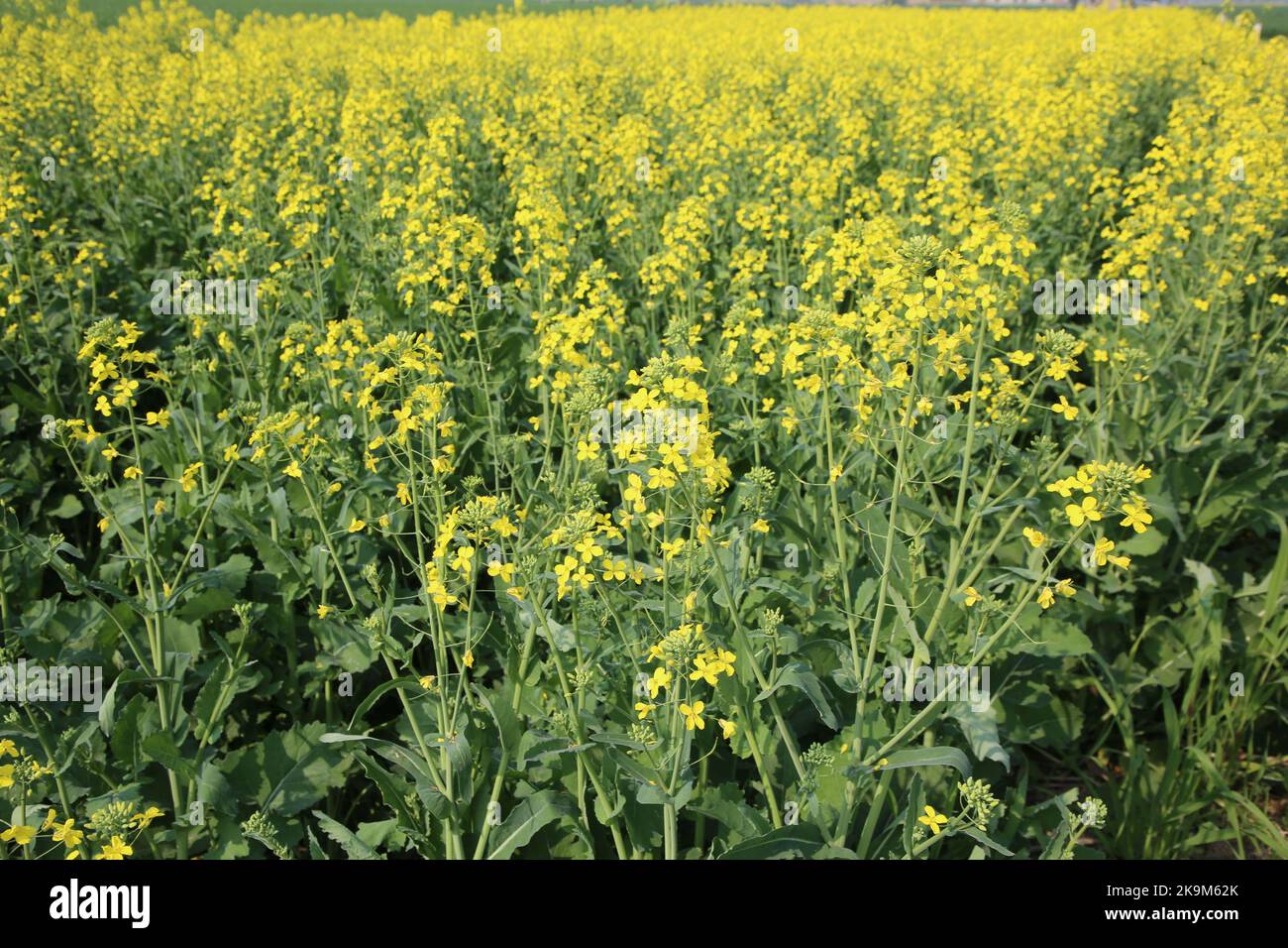 Yellow mustard flower close hi-res stock photography and images - Alamy