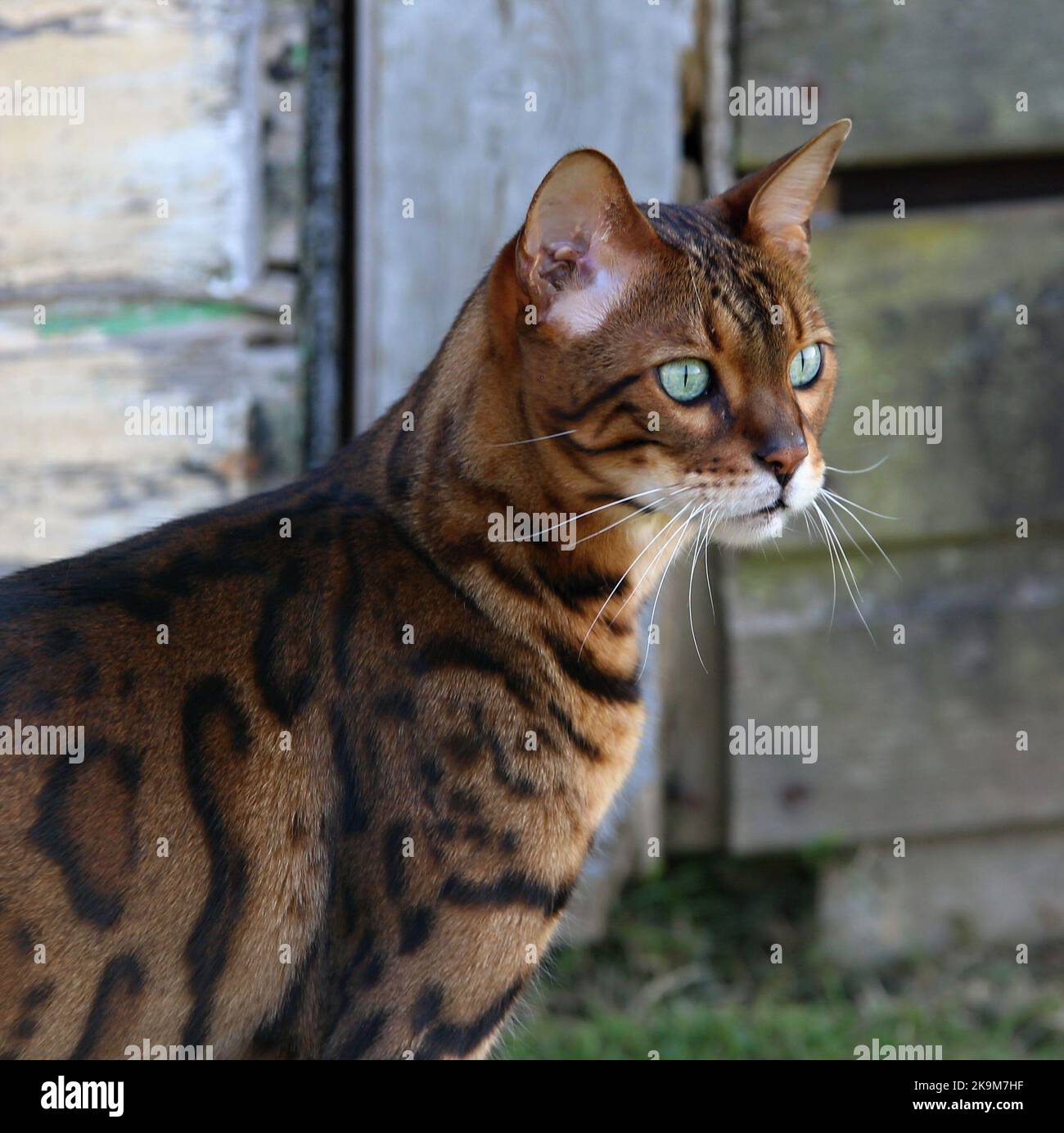 Busta and blitz bengal brothers Stock Photo - Alamy