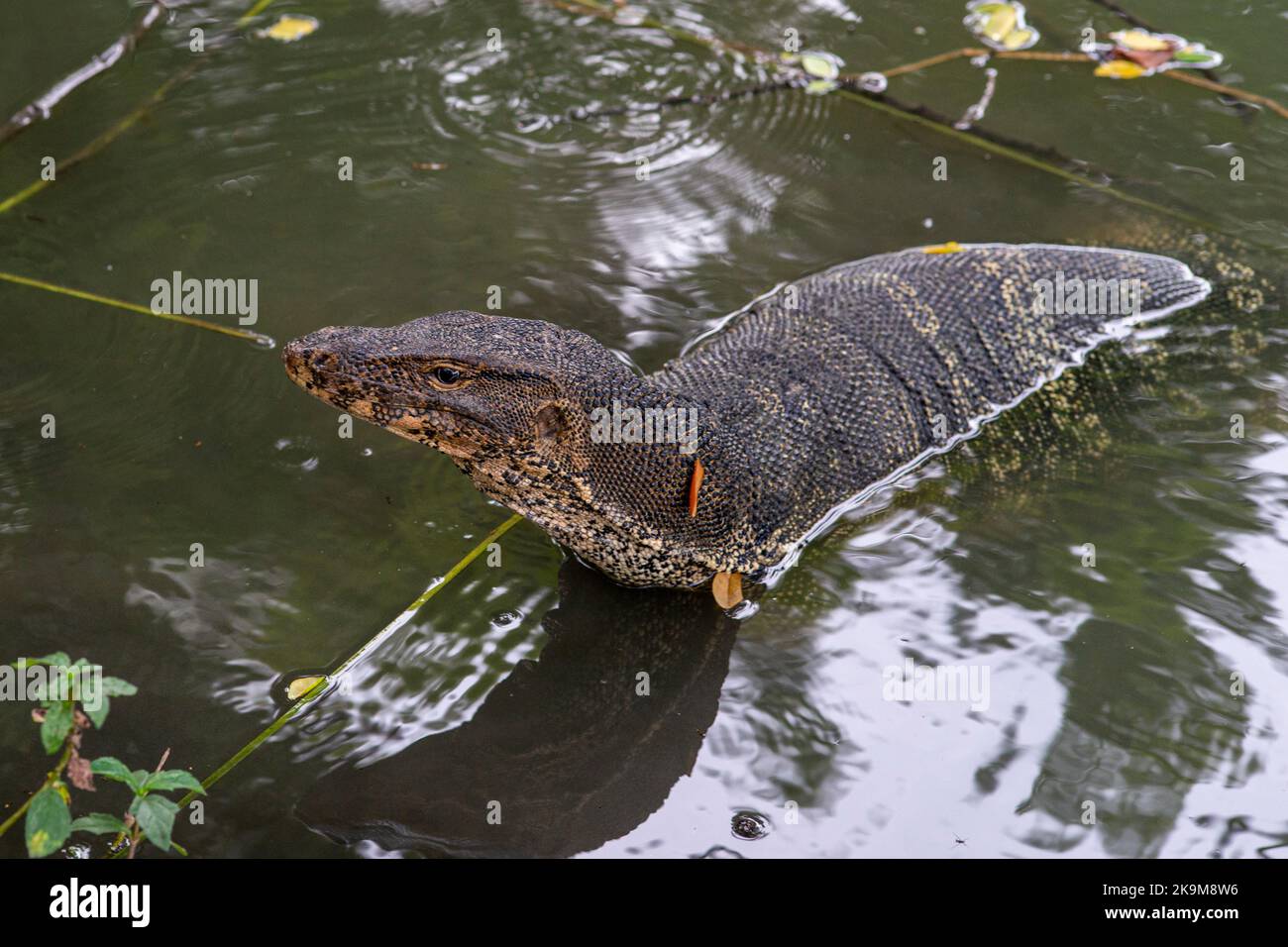 A large Asian water monitor standing in shallow water Stock Photo - Alamy