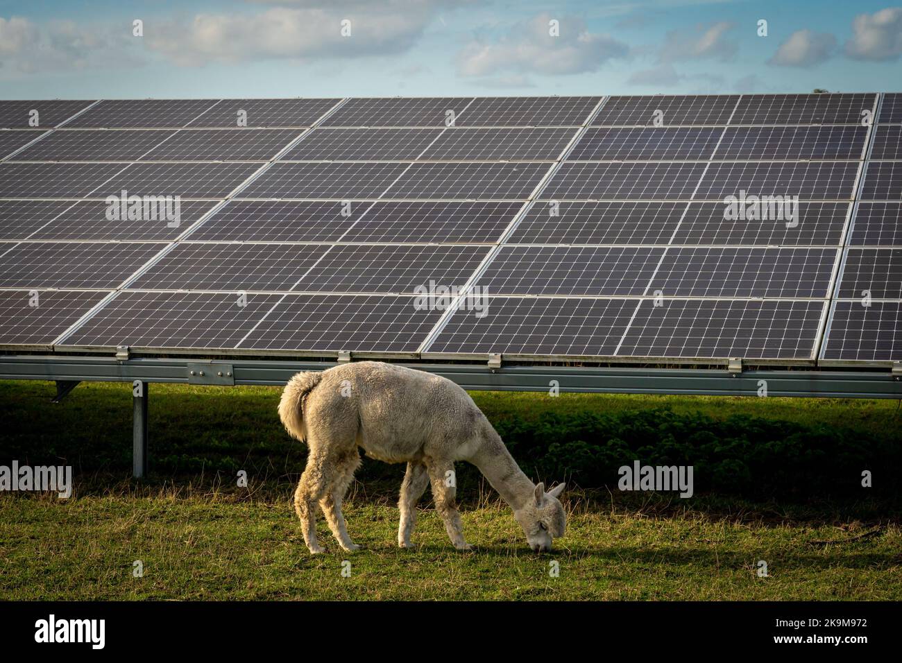 Alpaca in front of solar panel, large solar panel park in The ...