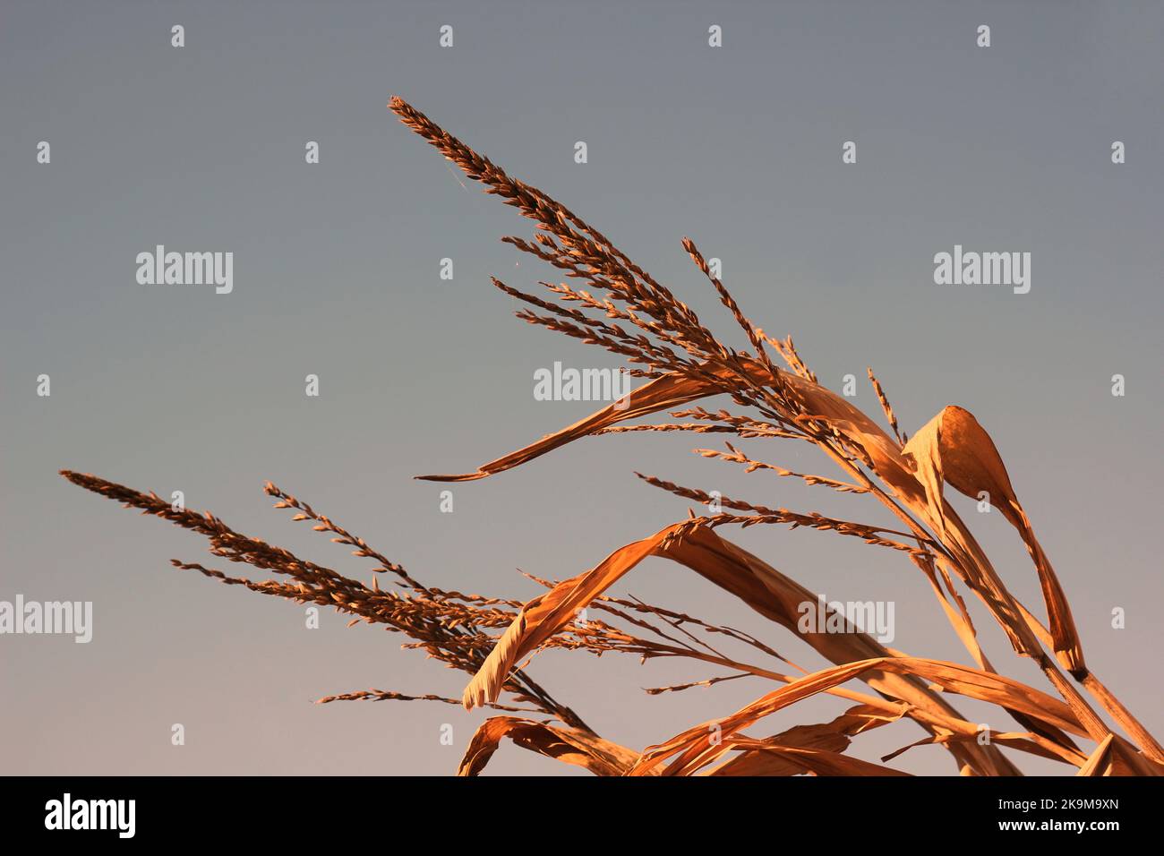 Fall harvest corn stalks swaying in the fields Stock Photo - Alamy