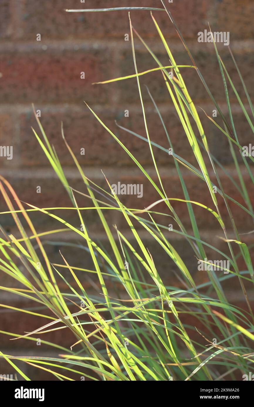 Wild grasses growing in the fields Stock Photo - Alamy