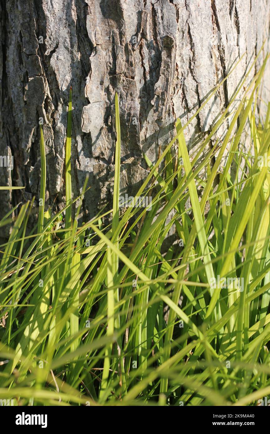 Wild grasses growing in the fields Stock Photo - Alamy