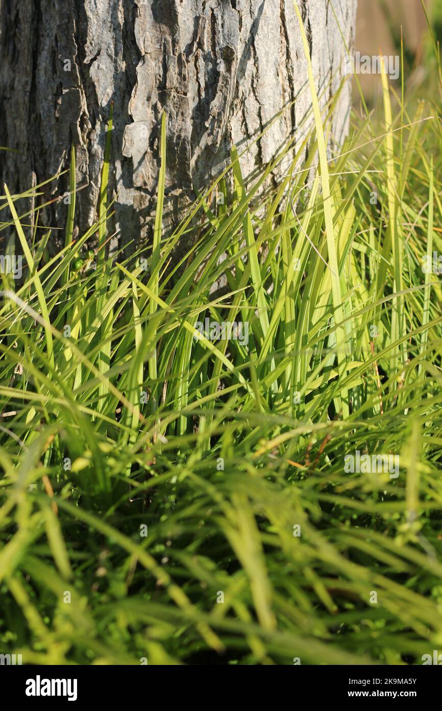Wild grasses growing in the fields Stock Photo - Alamy