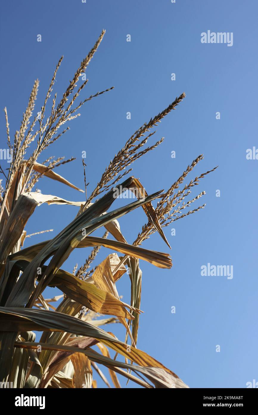 Fall harvest corn stalks swaying in the fields Stock Photo - Alamy