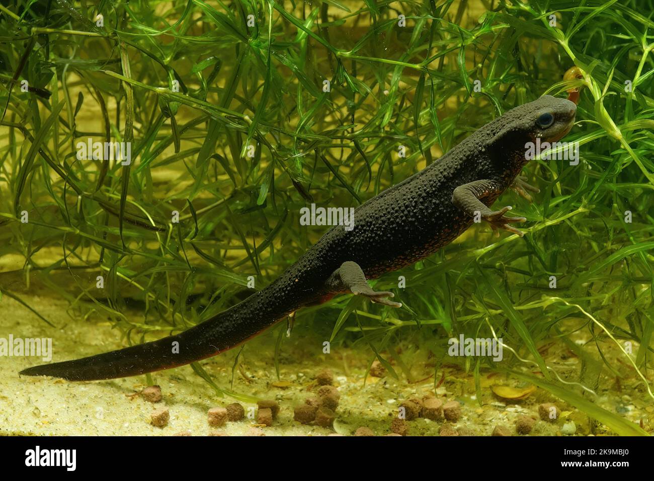 Closeup on an aquatic adult female Japanese firebellied newt, Cynops ...