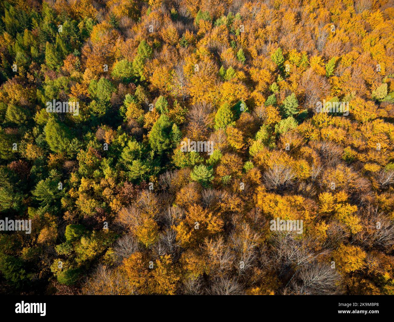 Aerial top down beautiful trees hi-res stock photography and images - Alamy