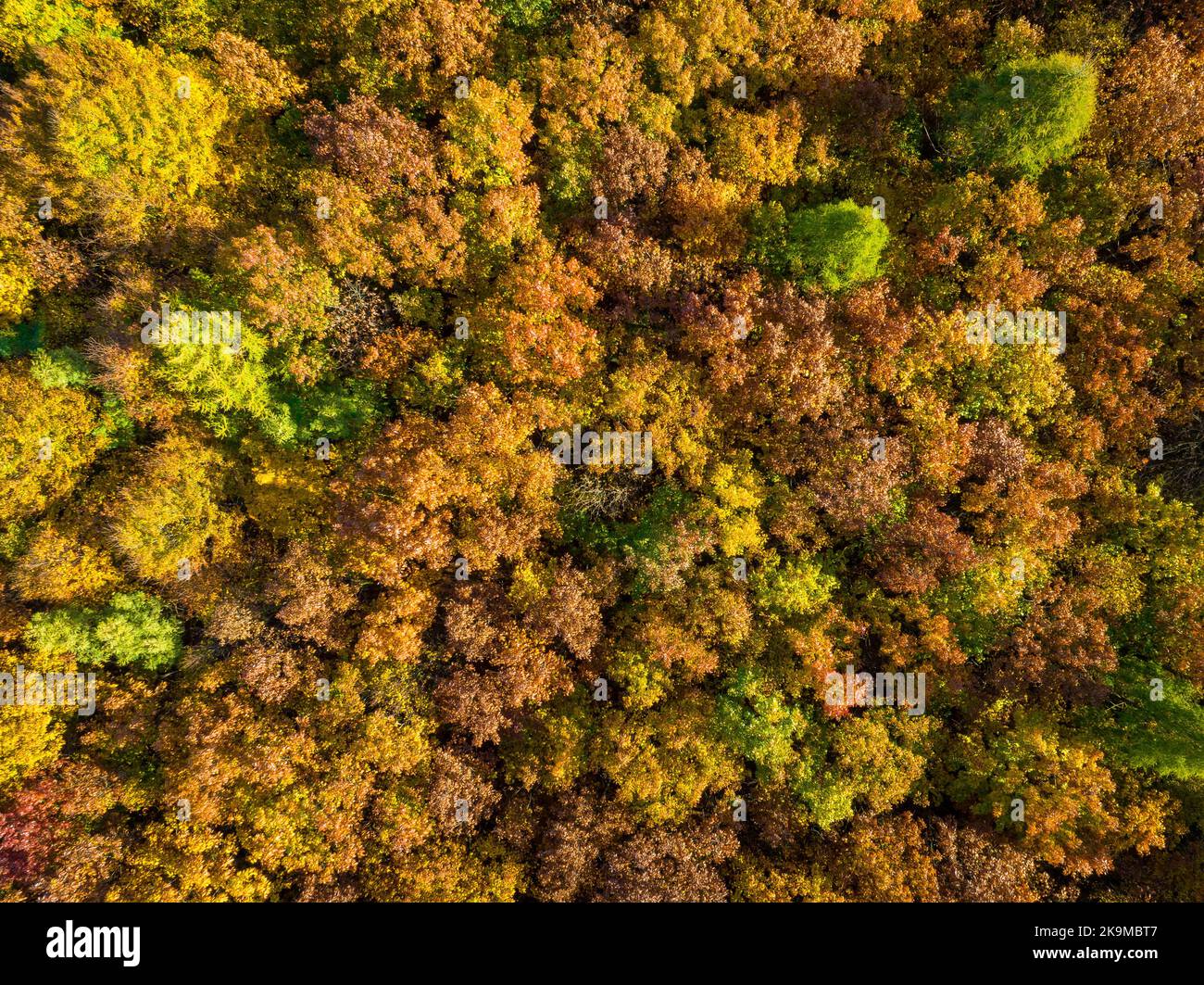Autumn Aerial View. Top Down View of Autumn Forest with Green and ...
